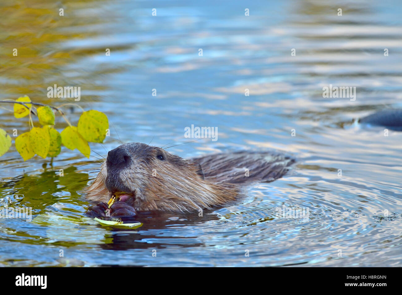 A wild beaver Castor canadenis, looking up while feeding on some aspen ...