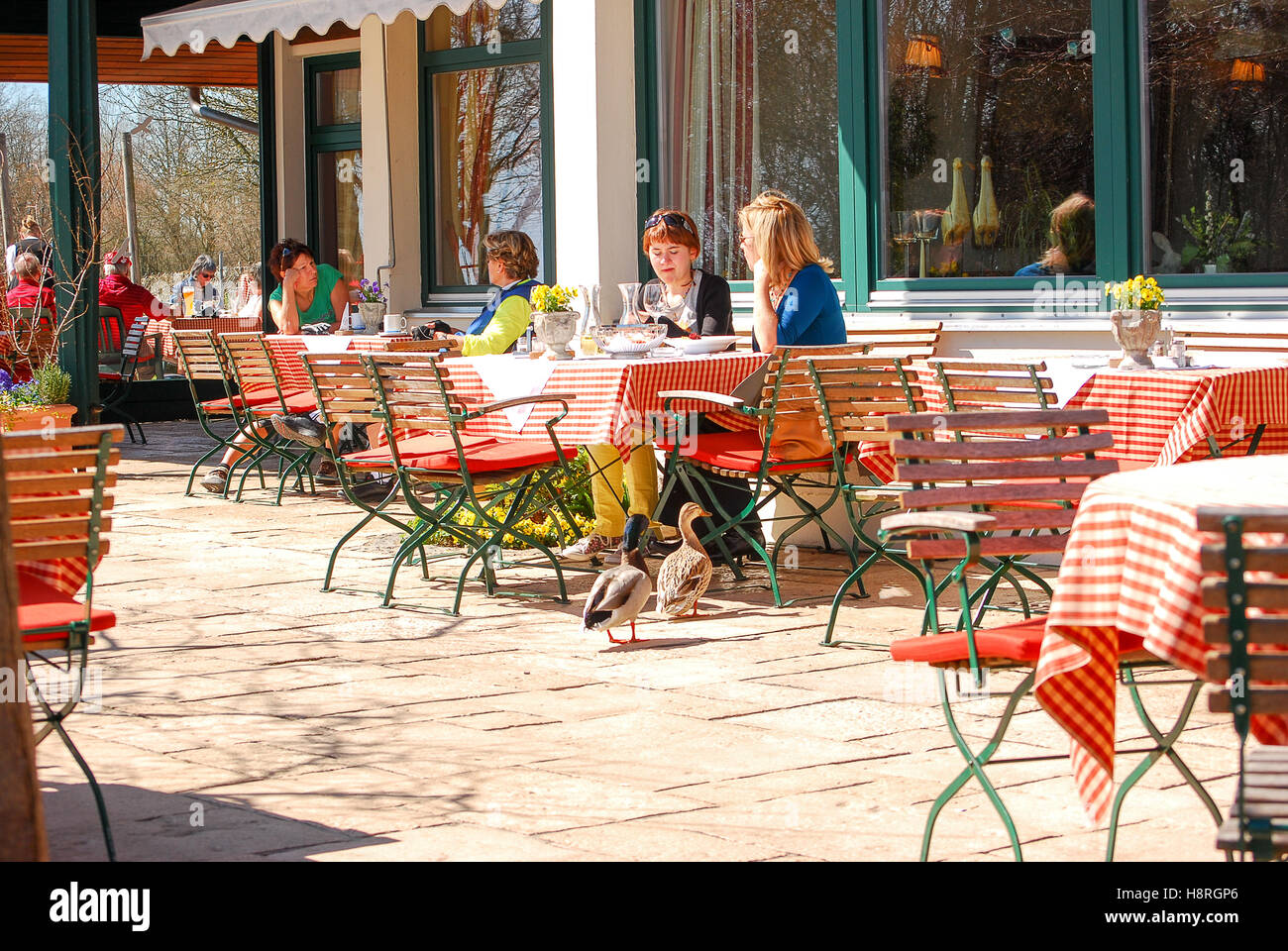 A pair of ducks approach a table in a restaurant where guests are still ...