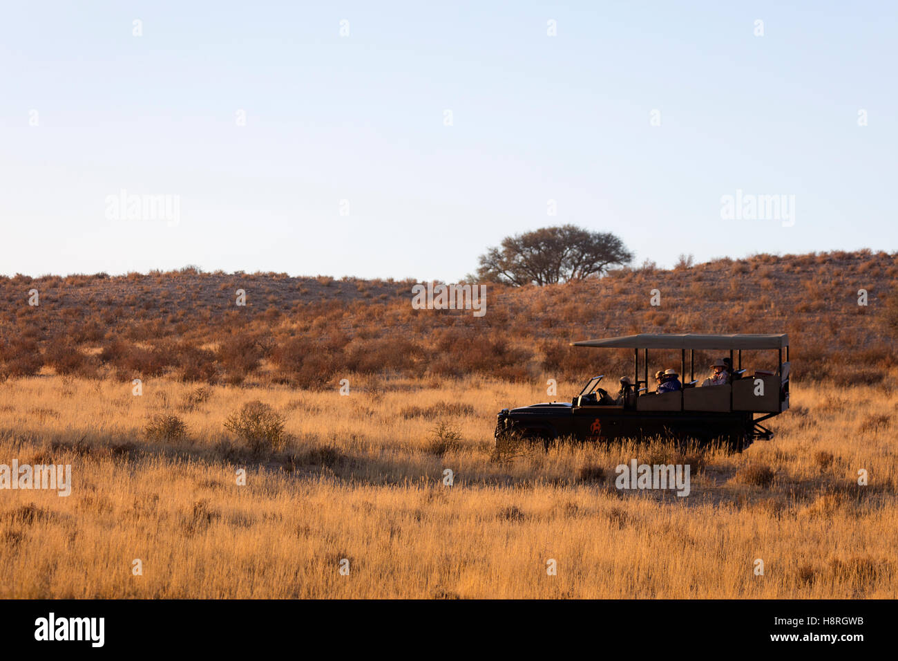 South Africa, Northern Cape, Kalahari, Kgalagadi Transfrontier Park ...