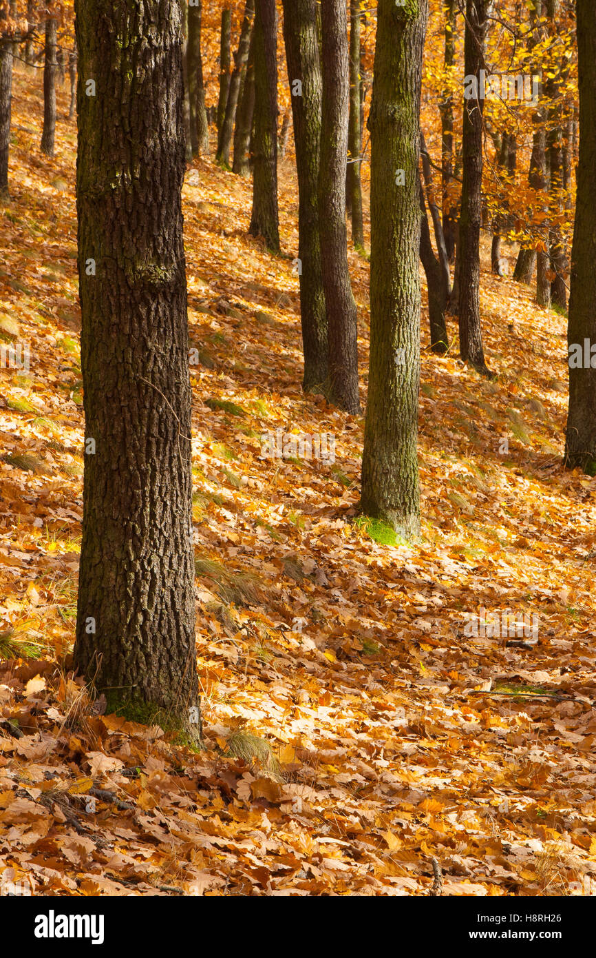 Autumn scenery in forest,Prague, Czech Republic Stock Photo - Alamy