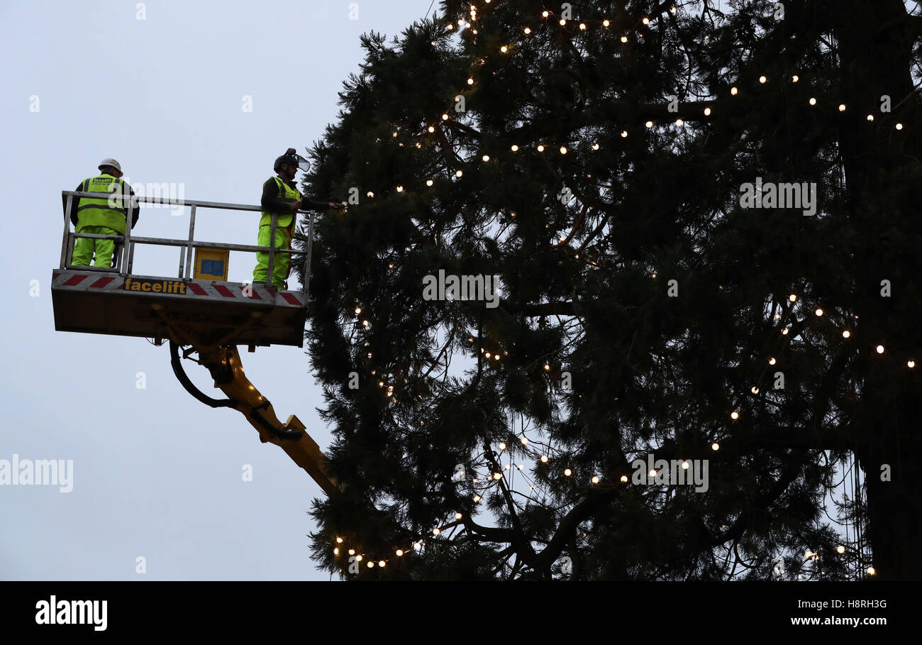Workers check the lights on the UK's tallest living Christmas tree, a ...