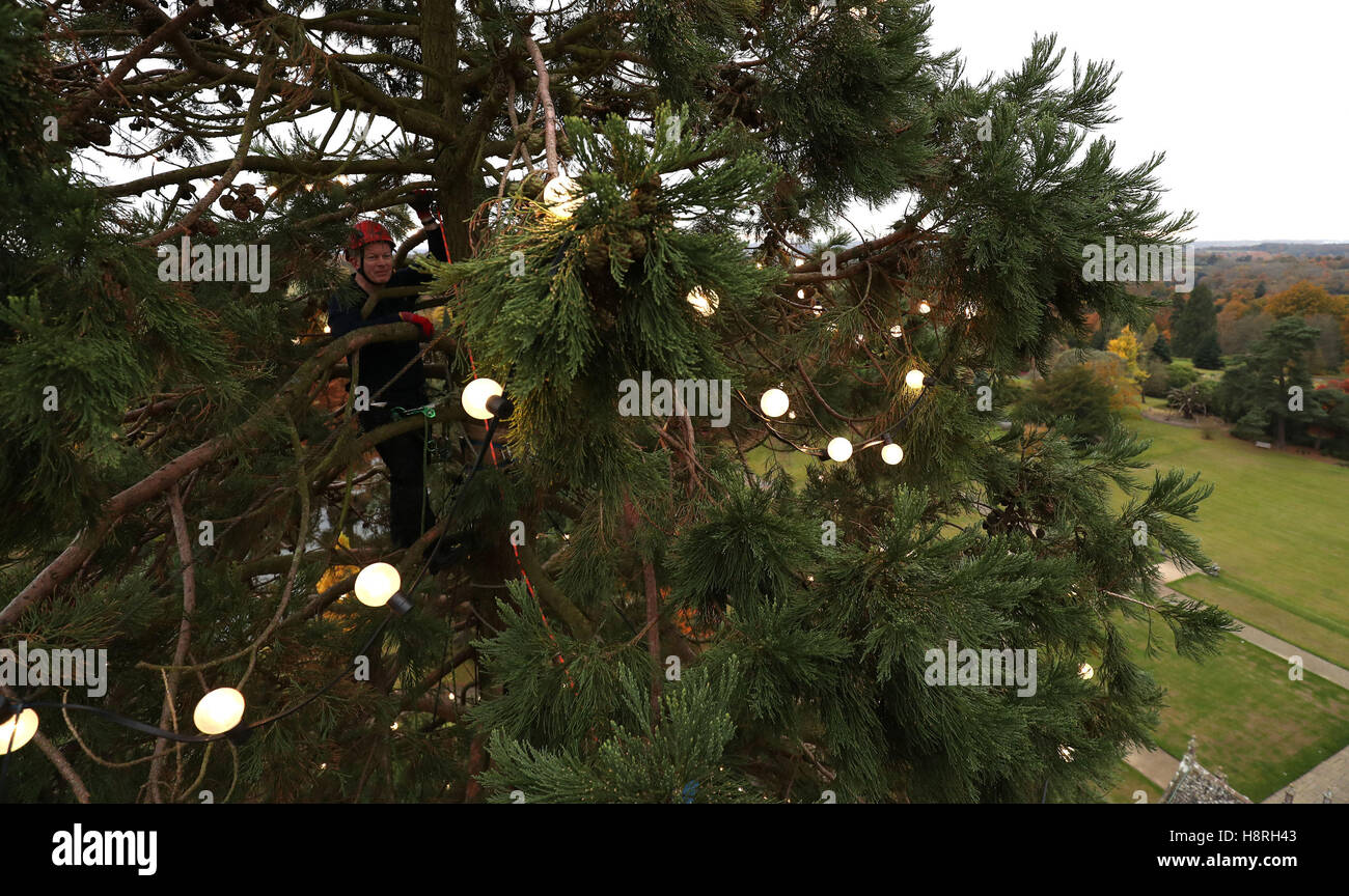 Tony Sweeney, director of Wakehurst Park, climbs the UK's tallest ...