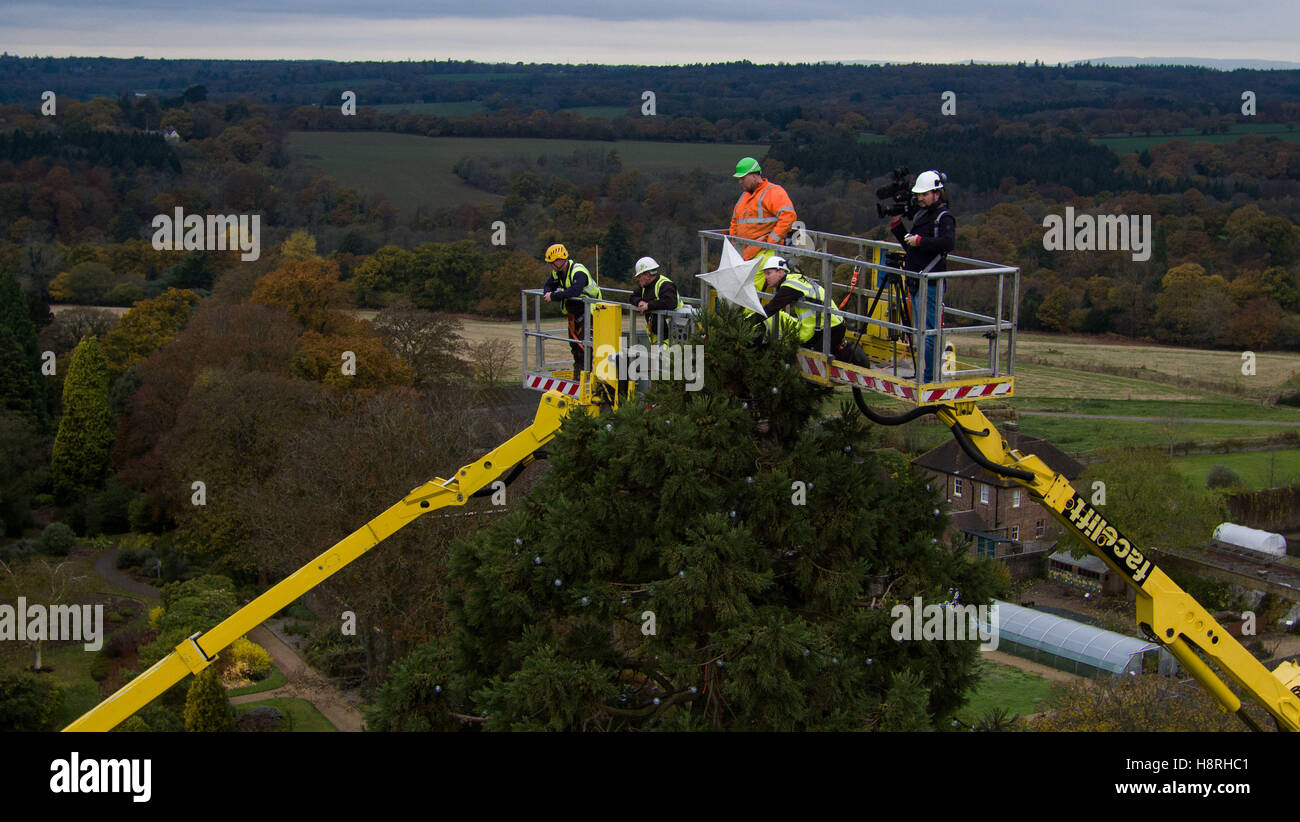 The star is placed on top of the UK's tallest living Christmas tree, a ...