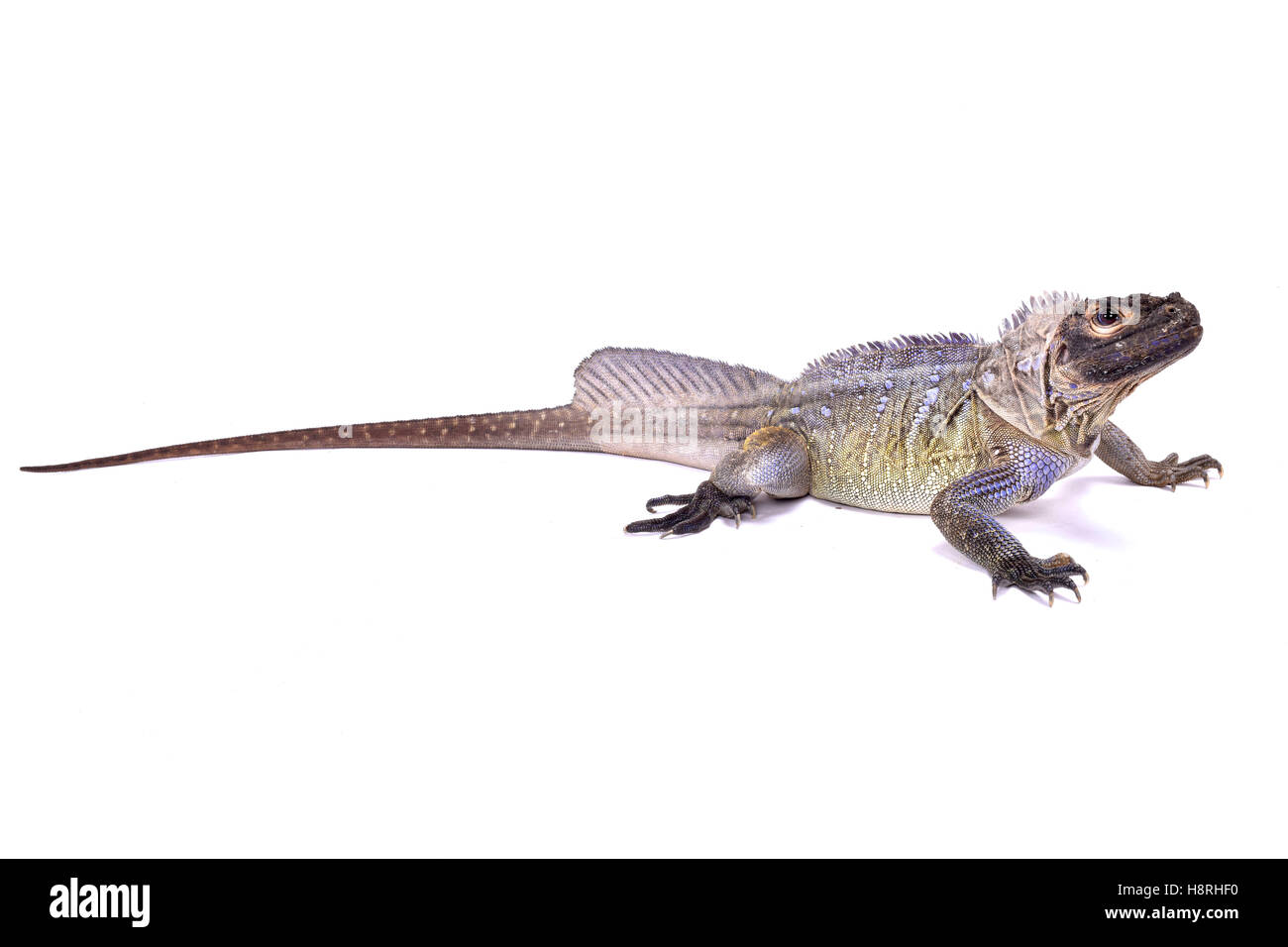 Philippine sailfin lizard, Hydrosaurus pustulatus Stock Photo - Alamy