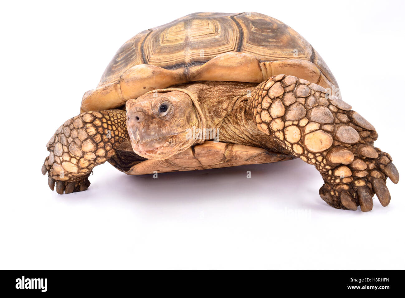 African spurred tortoise hi-res stock photography and images - Alamy
