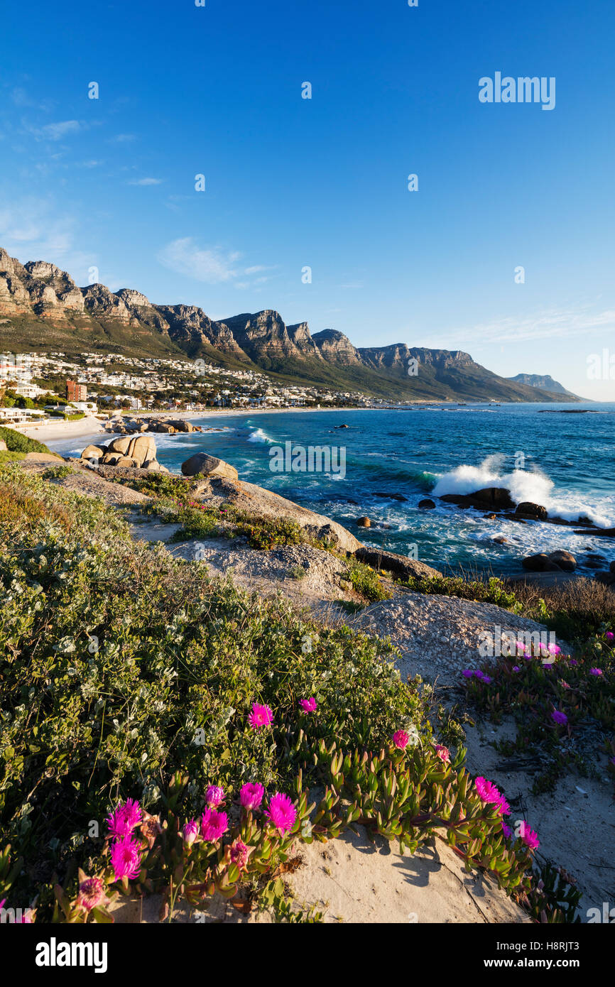 Apostles flower hi-res stock photography and images - Alamy