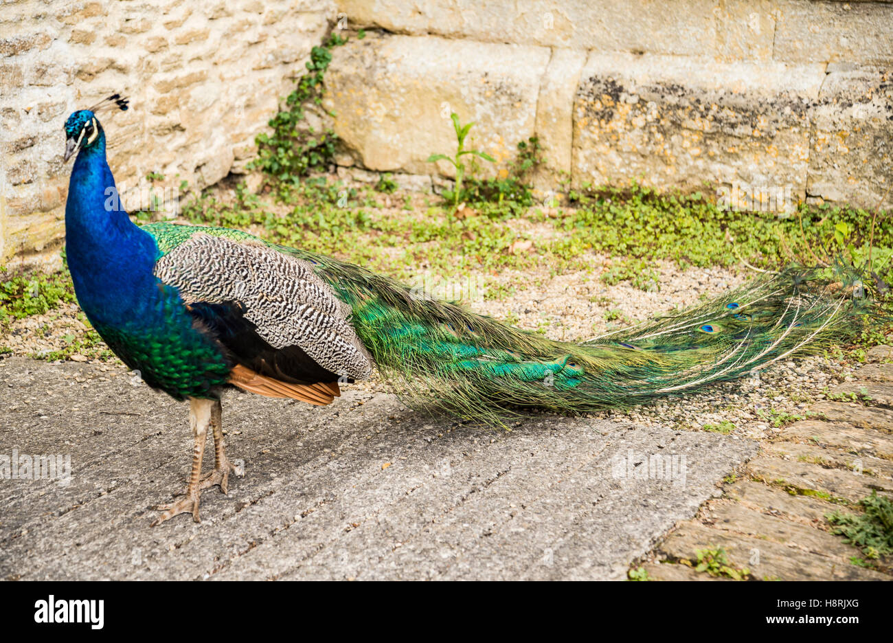 beautiful Blue Peacock in a small English village, UK Stock Photo - Alamy