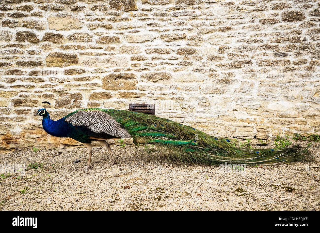 Small peacock hi-res stock photography and images - Alamy