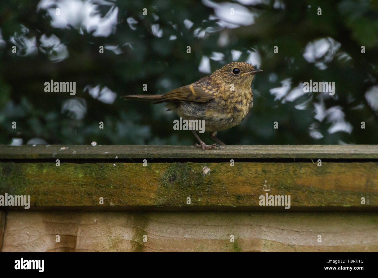 Juvenile robin hi-res stock photography and images - Alamy