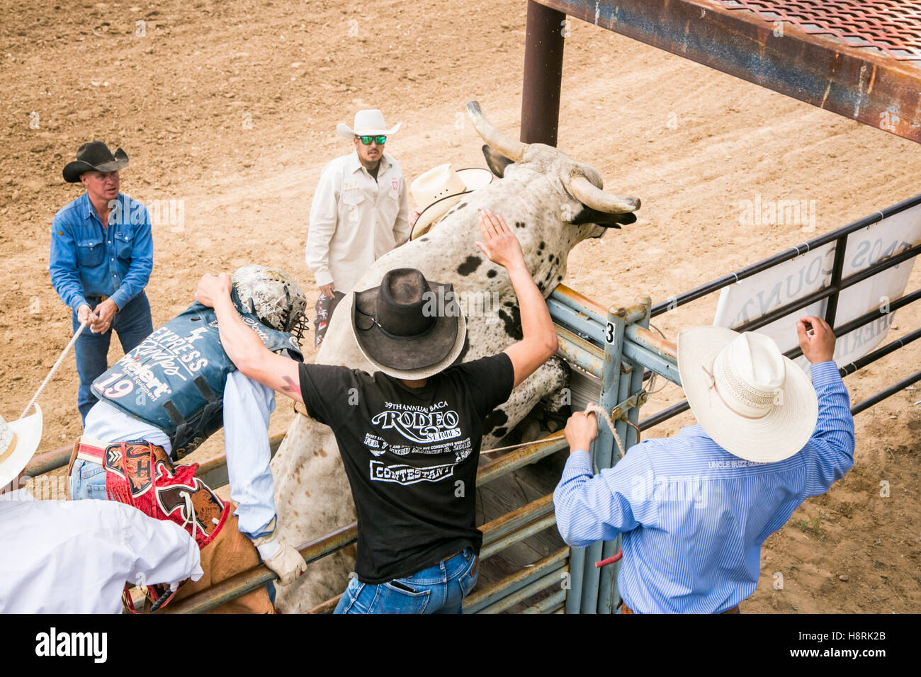 Taos, New Mexico, USA. Small town western rodeo. Bull riding ...