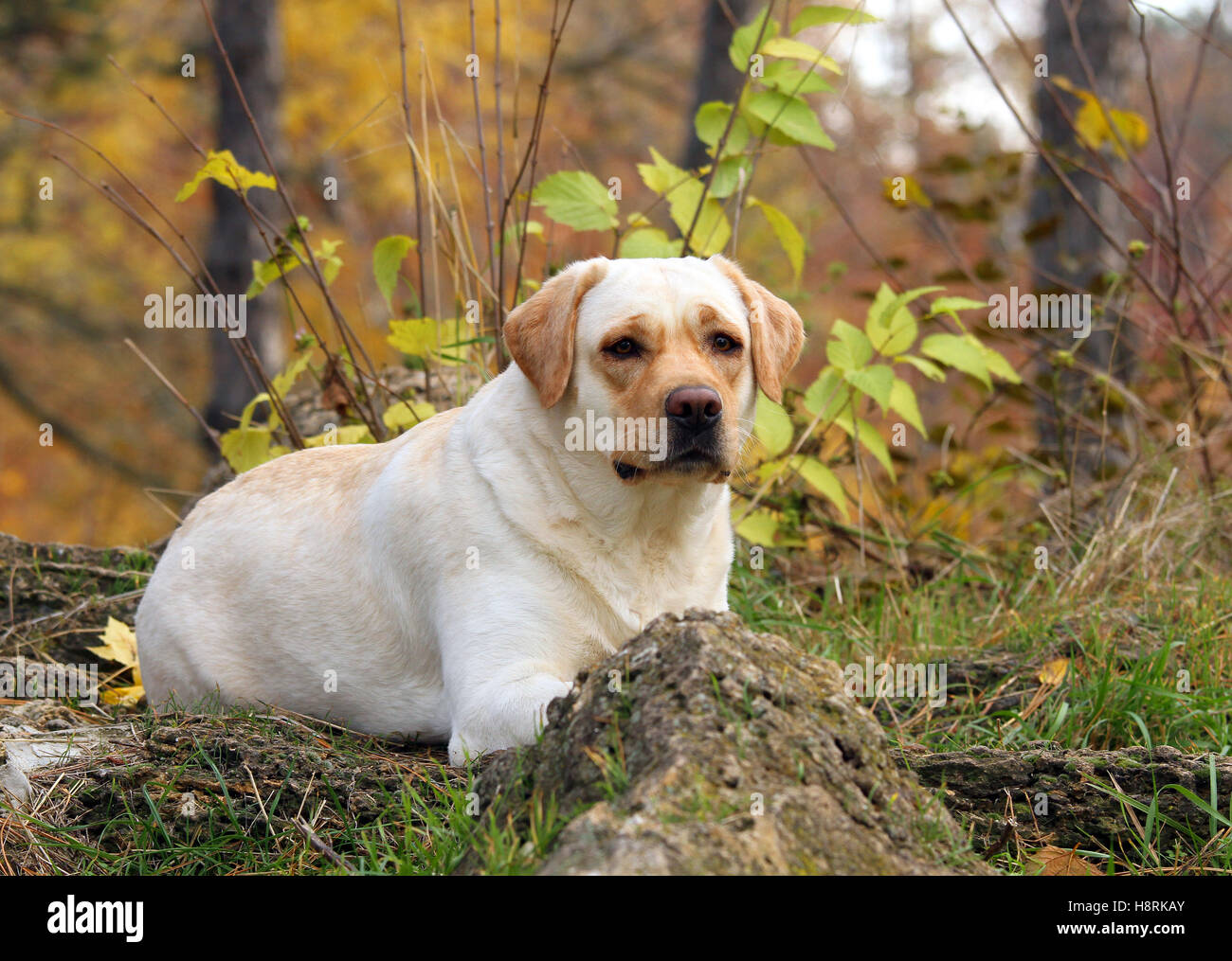 nice yellow labrador in the park in autumn Stock Photo - Alamy