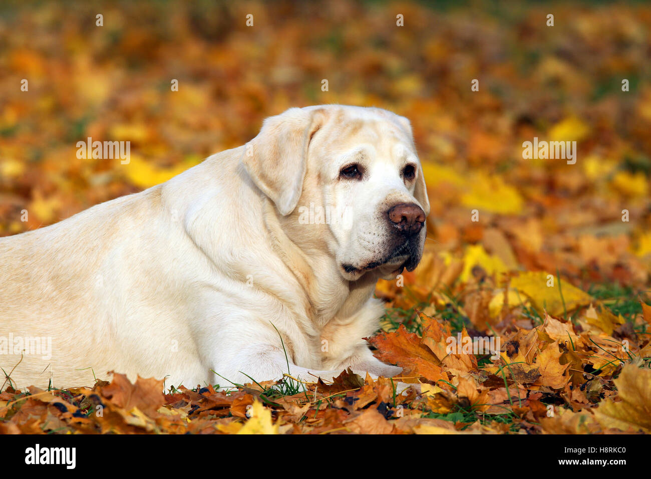 the nice yellow labrador in the park in autumn Stock Photo - Alamy