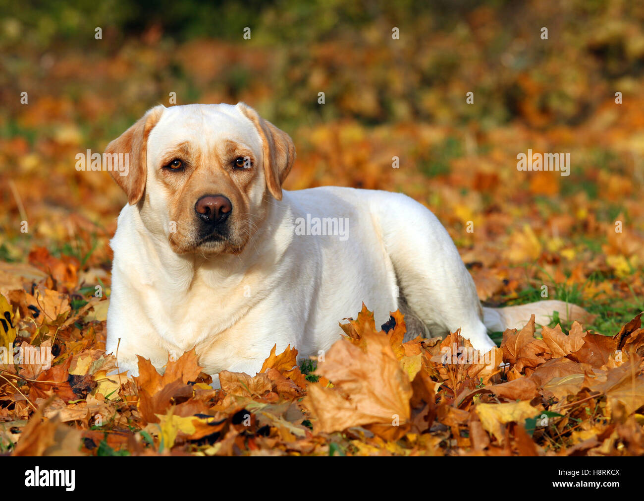 Pale yellow labrador retriever hi-res stock photography and images - Alamy
