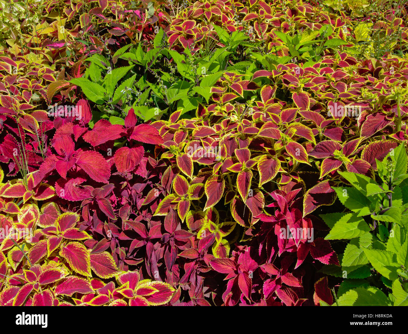 Coleus Red Plant High Resolution Stock Photography and Images - Alamy