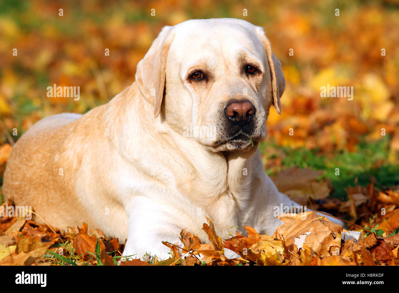 the cute nice yellow labrador retriever in the park in autumn Stock ...
