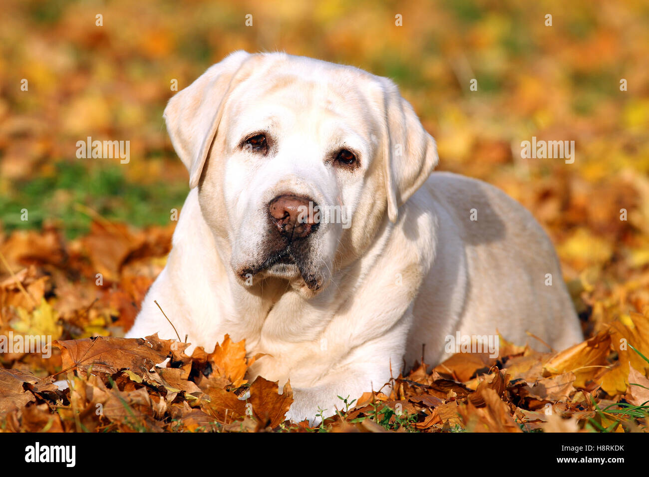 Pale yellow labrador retriever hi-res stock photography and images - Alamy
