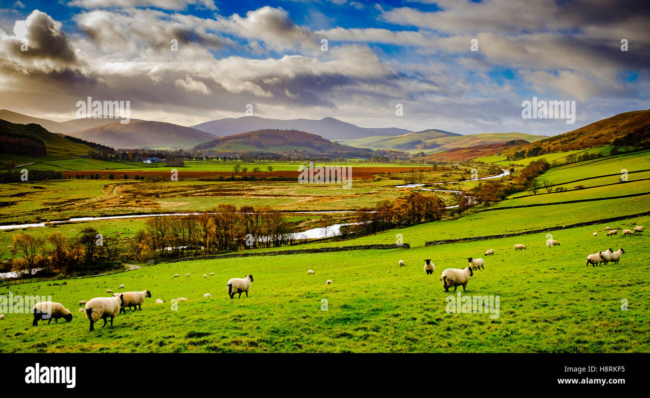 Misty autumn sunshine in the Tweed valley near Broughton, Scottish ...