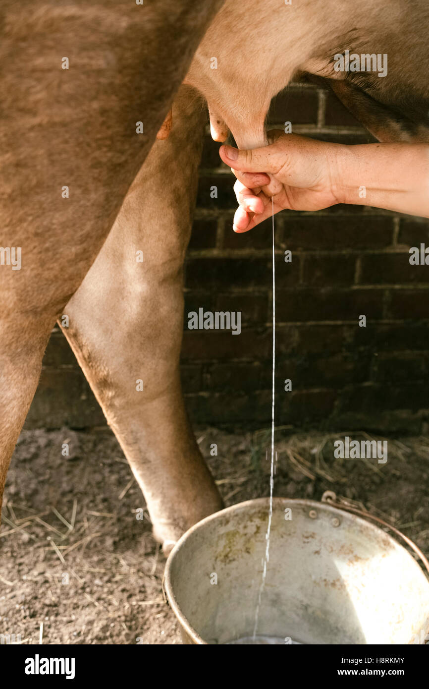 Cow being milked bucket hi-res stock photography and images - Alamy
