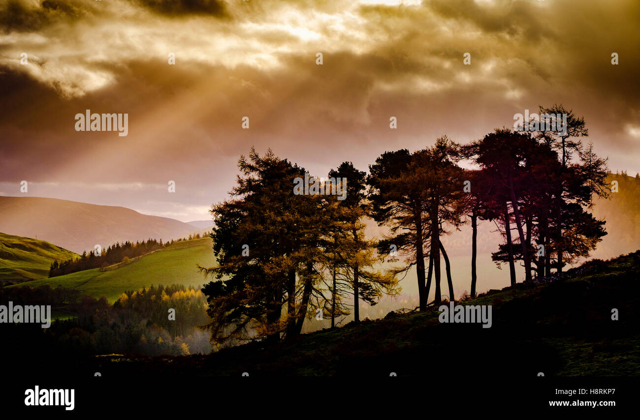 A group of trees on a hillside near Broughton in the Scottish Borders ...