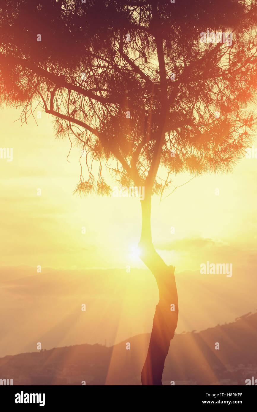 Beams of sunset sun through the tree Stock Photo - Alamy