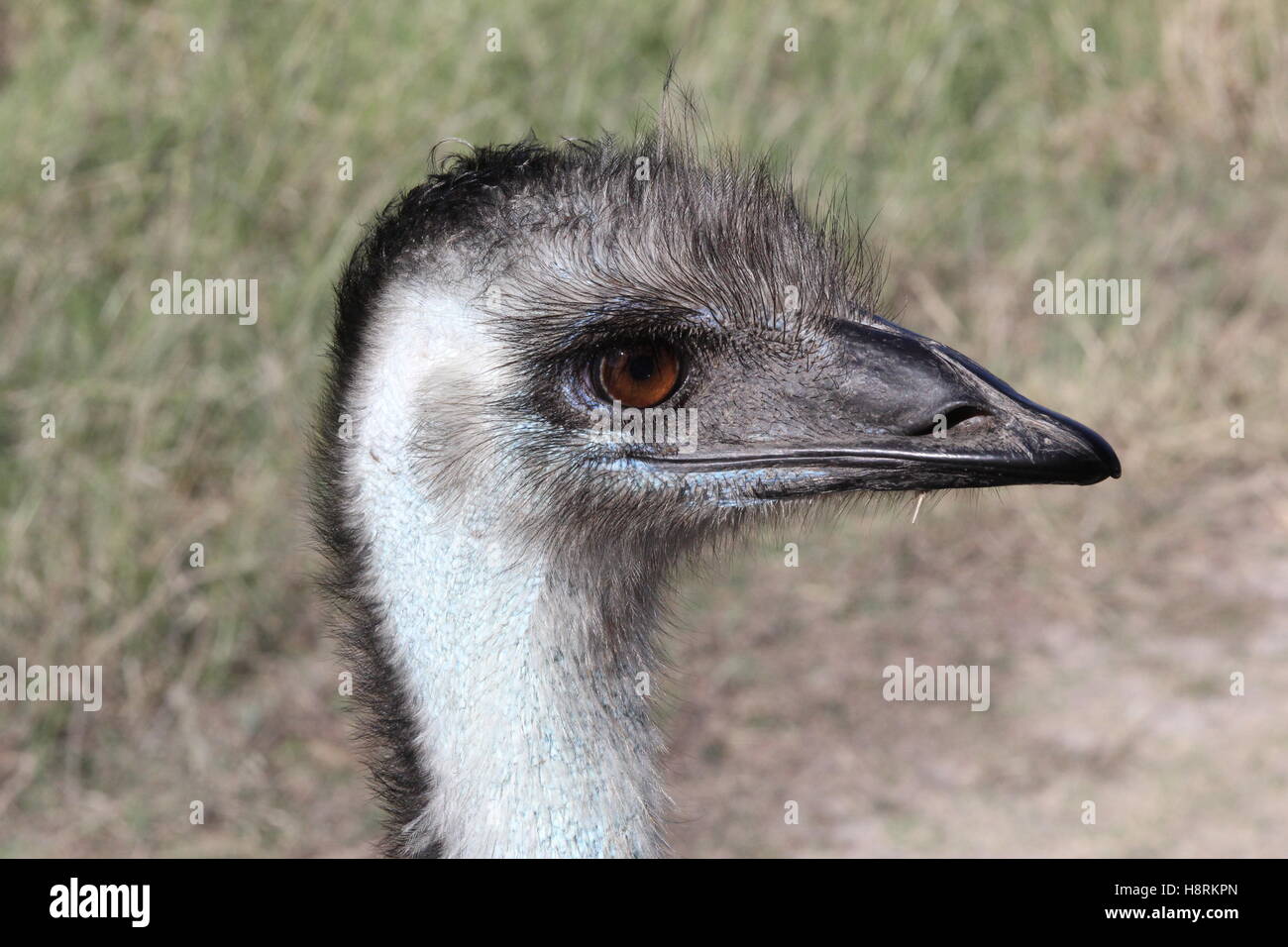 closeup of an emu in profile taken at a wildlife park in Texas, Fossil ...
