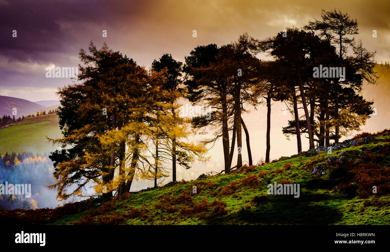 A group of trees on a hillside near Broughton in the Scottish Borders ...