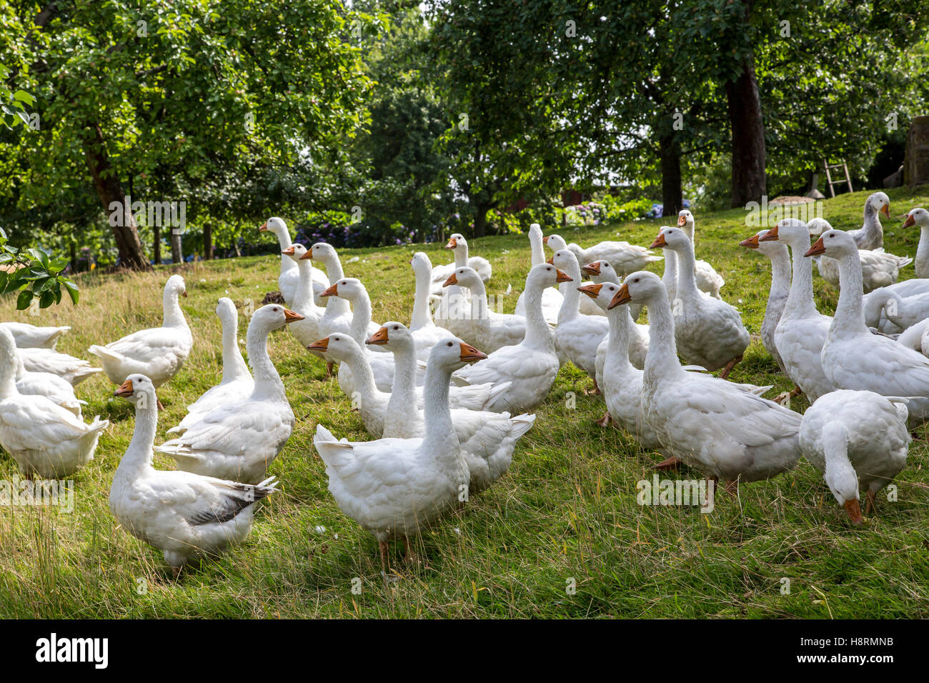 Geese, in a meadow, outdoor life on a farm, open range, free-range ...