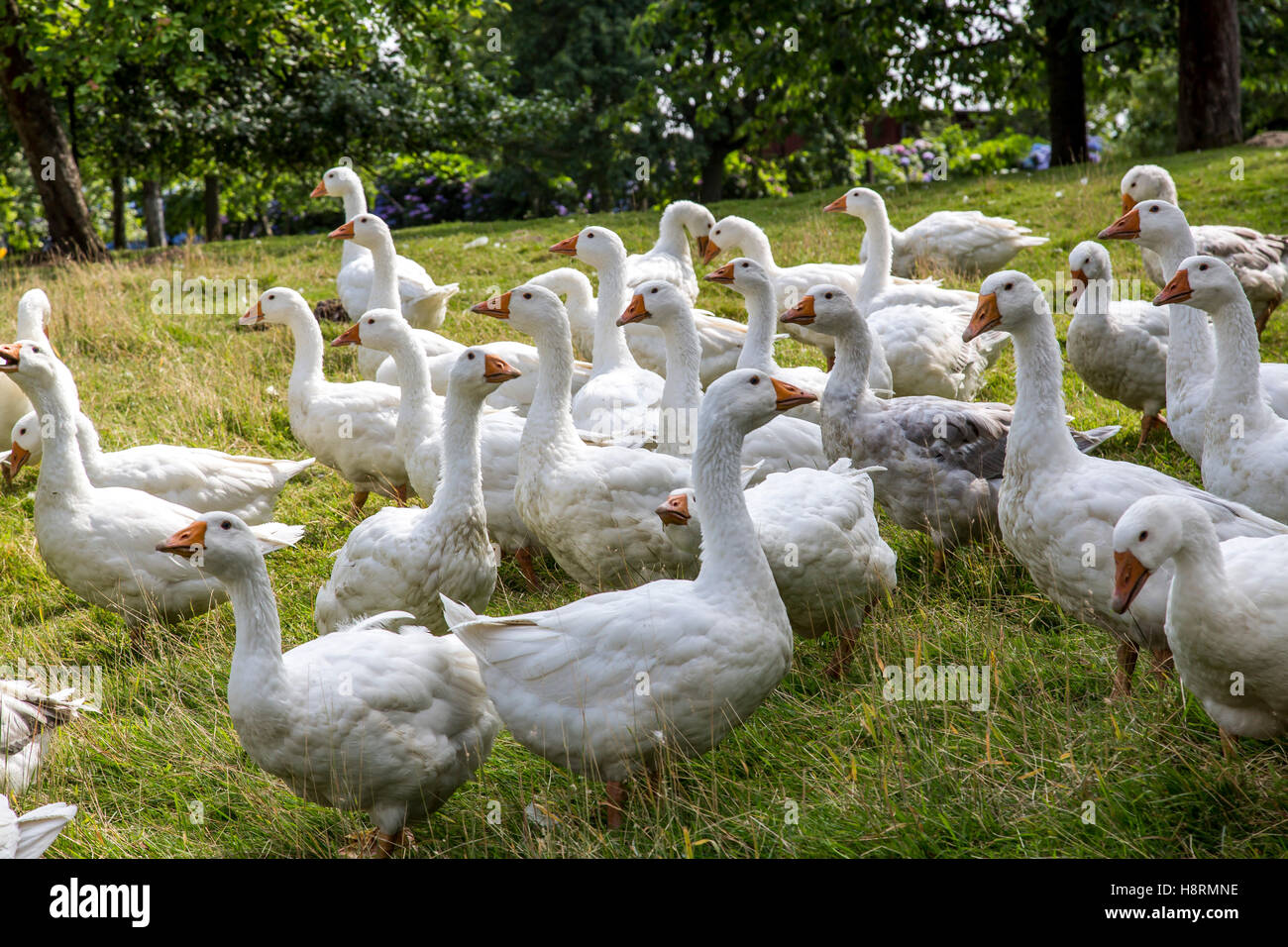 Free range animals hi-res stock photography and images - Alamy
