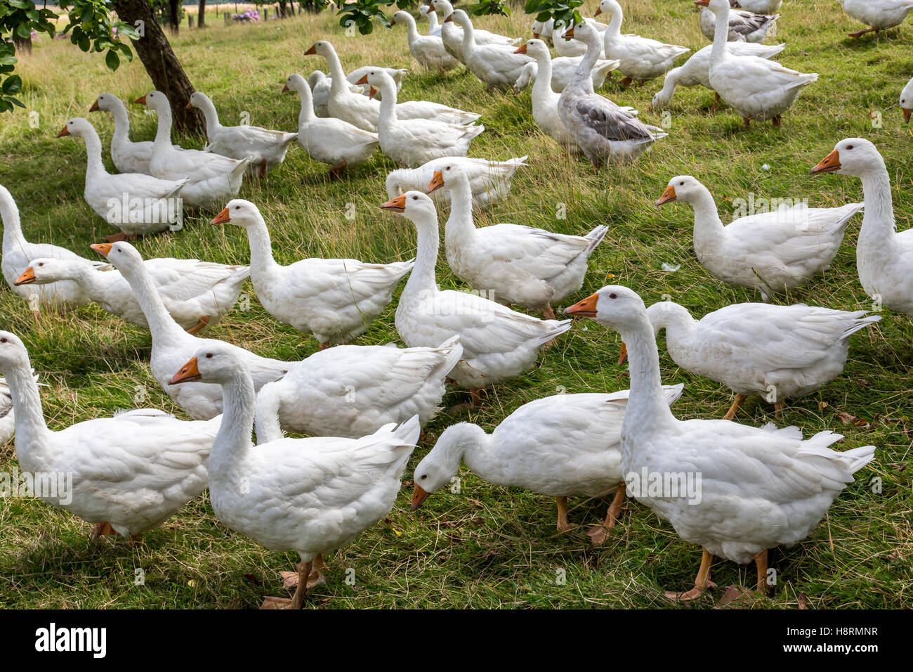Geese, in a meadow, outdoor life on a farm, open range, free-range ...