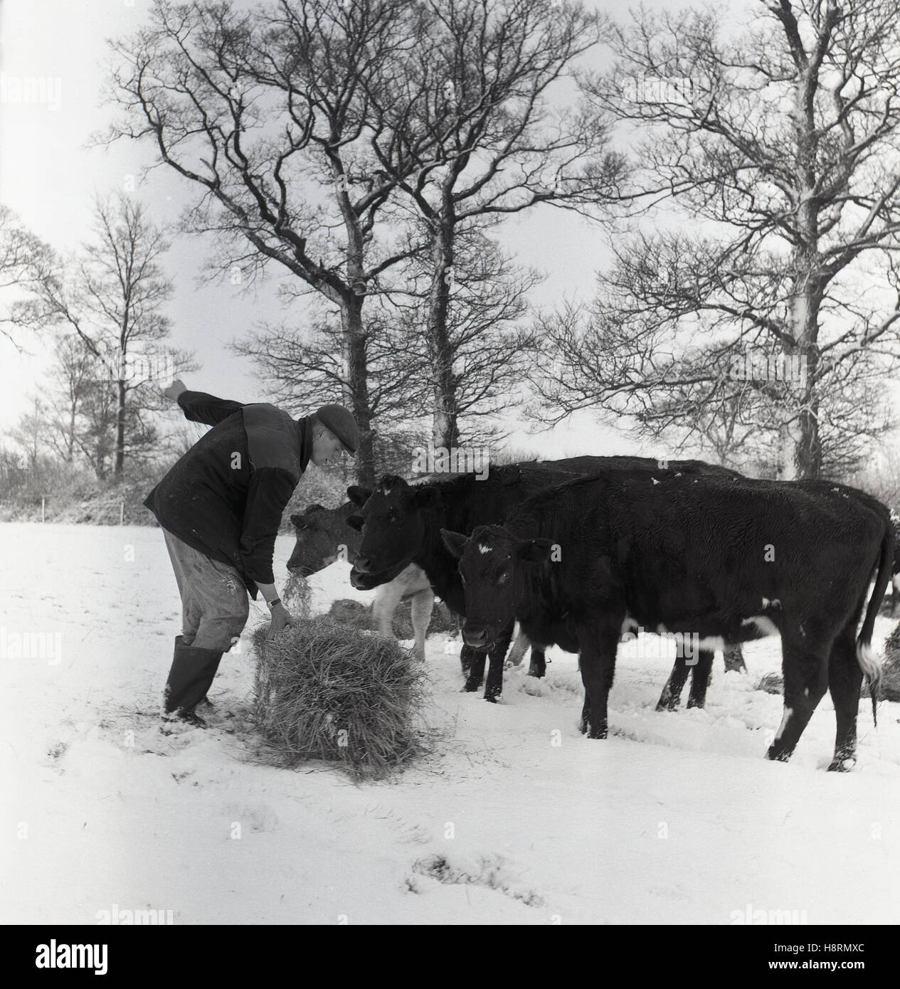 1965, historical, farming in the winter, farmer puts out hay on the ...