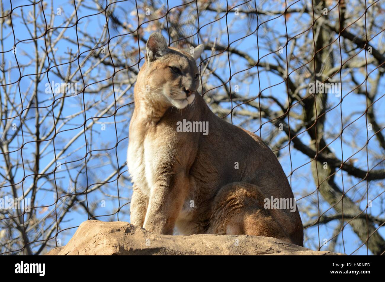 Adult mountain lion puma hi-res stock photography and images - Alamy
