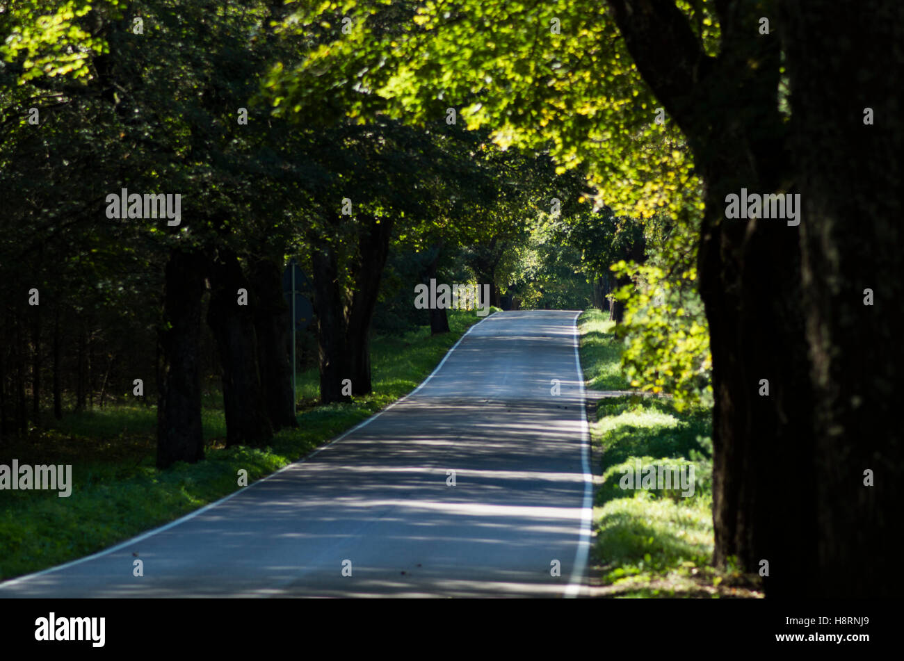 Stunning backroad in the woods Stock Photo - Alamy