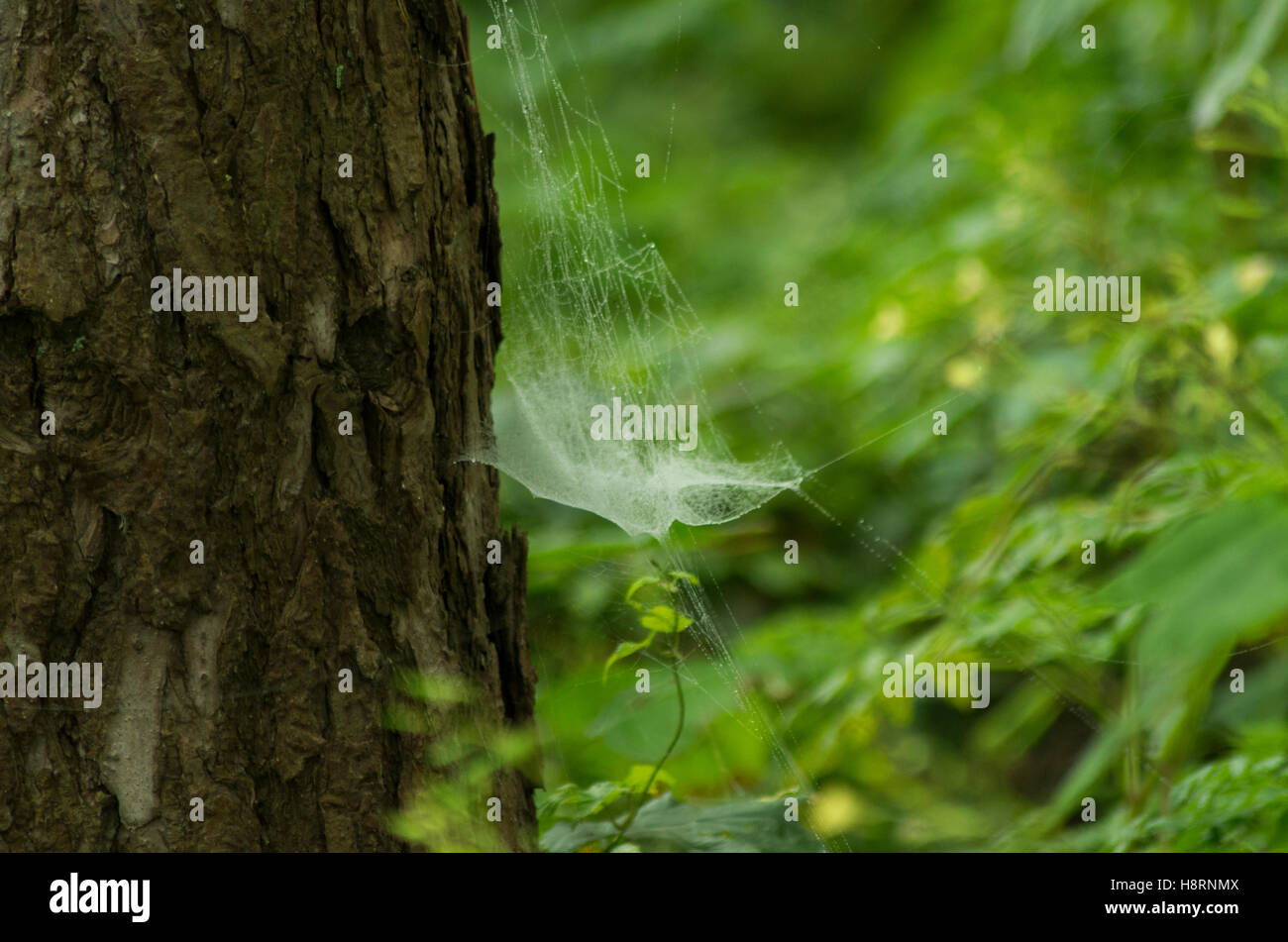 Spider web under the tree Stock Photo - Alamy