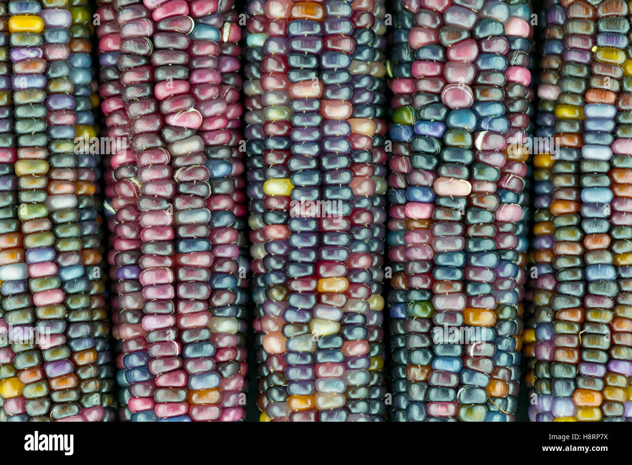 macro view of glass gem ears, unique variety of rainbow colored corn ...