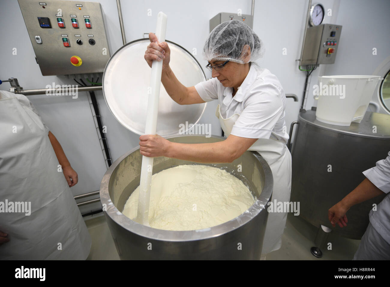 Worker mixing sheep milk at a Queijo da Serra cheese factory in ...