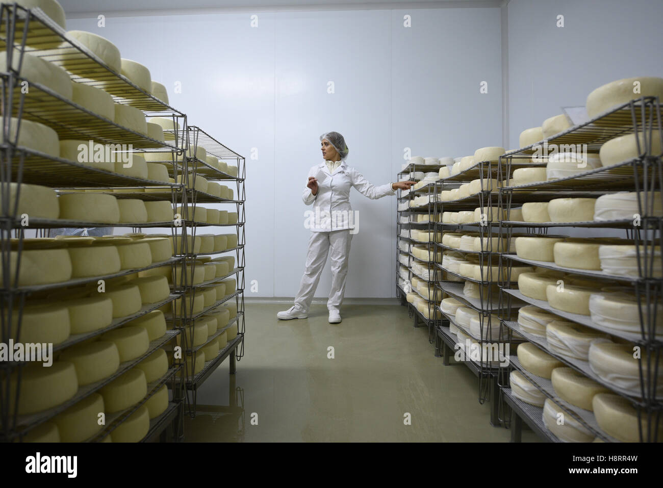 Queijo da Serra cheese racks at a factory in Portugal Stock Photo - Alamy