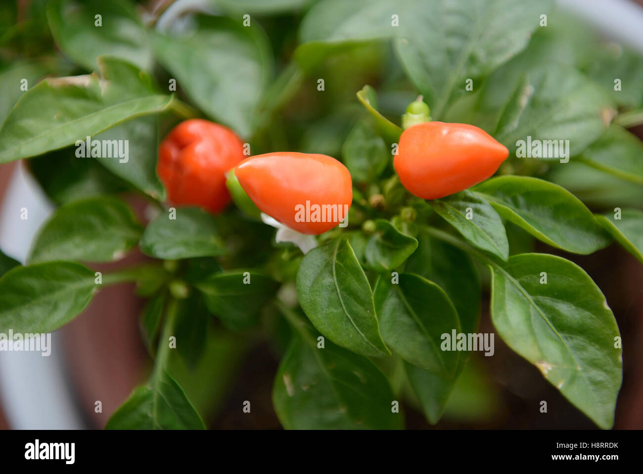 Organic chili pepper plants hi-res stock photography and images - Alamy