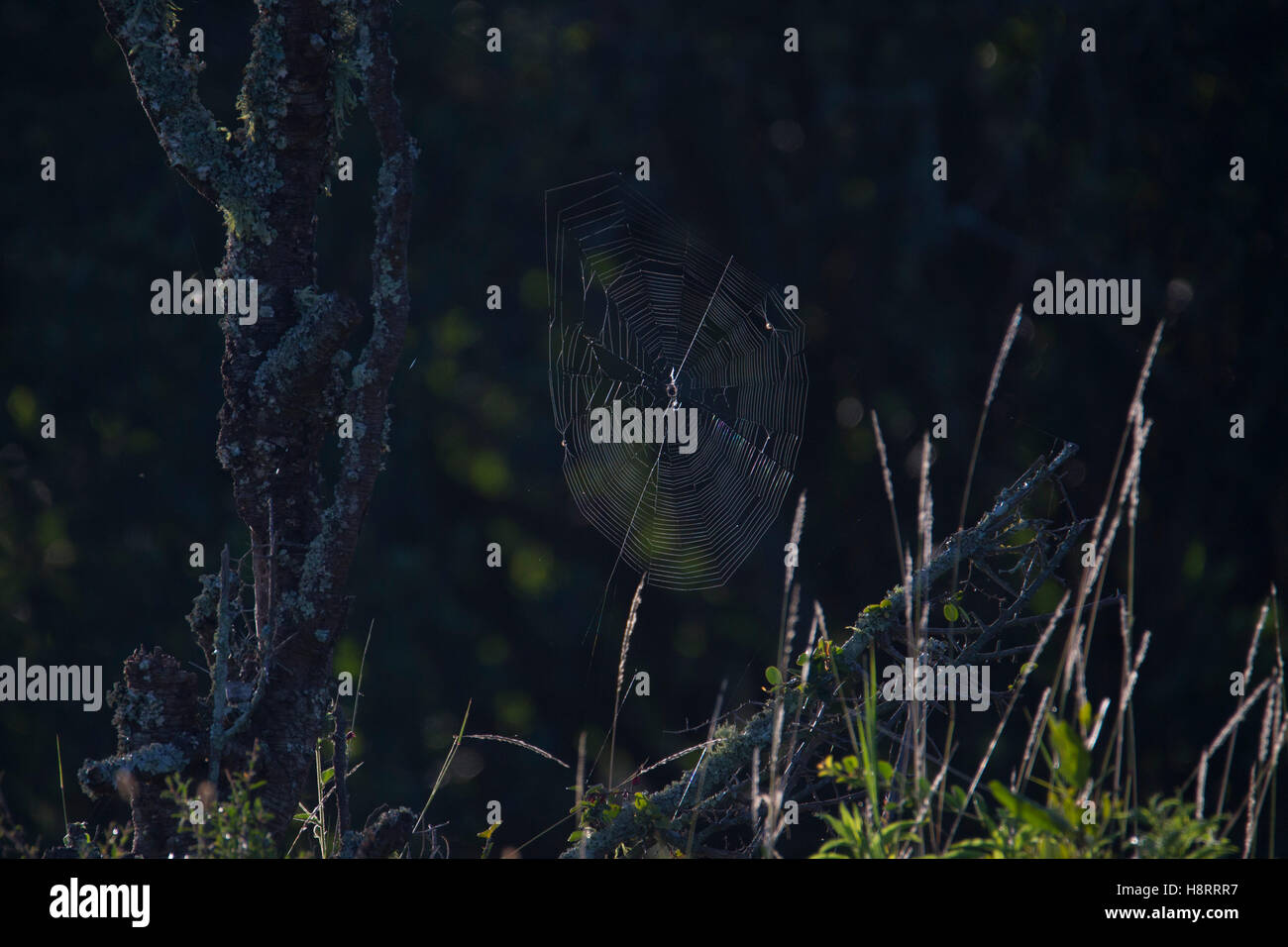 African spiders hi-res stock photography and images - Alamy