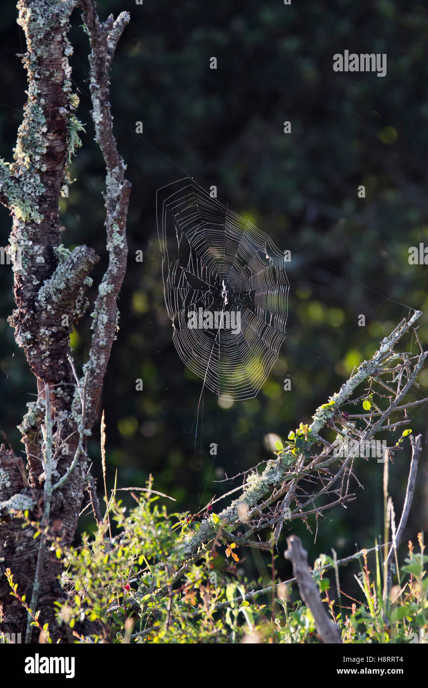 spiders web in early morning light, Laikipia Kenya Africa Stock Photo ...