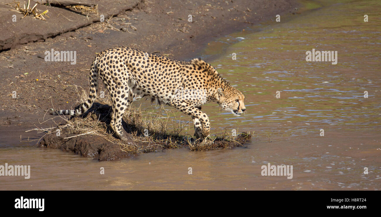 Cheetah Acinonyx jubatus in Laikipia Kenya Africa, on the river edge ...