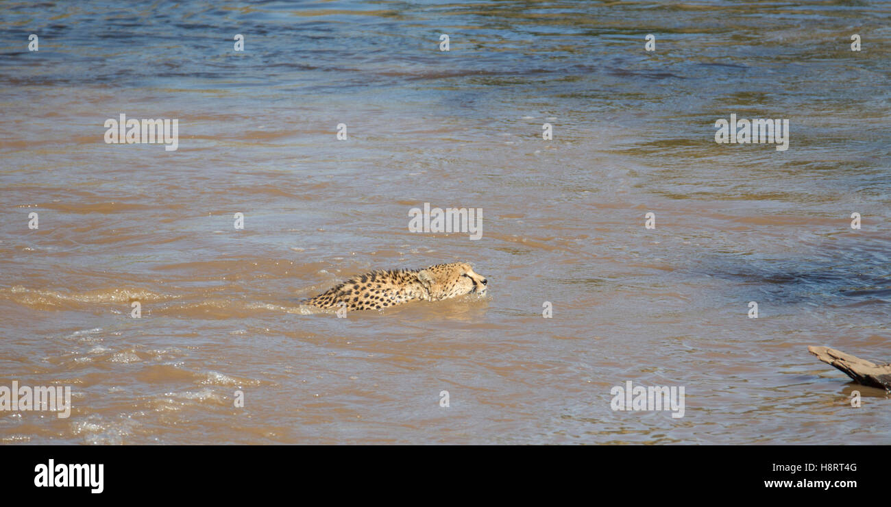 Cheetah Acinonyx jubatus in Laikipia Kenya Africa, swimming across the ...