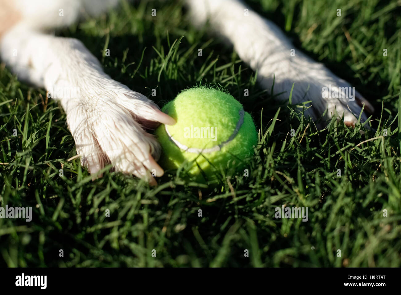 Cute phoenix hi-res stock photography and images - Alamy