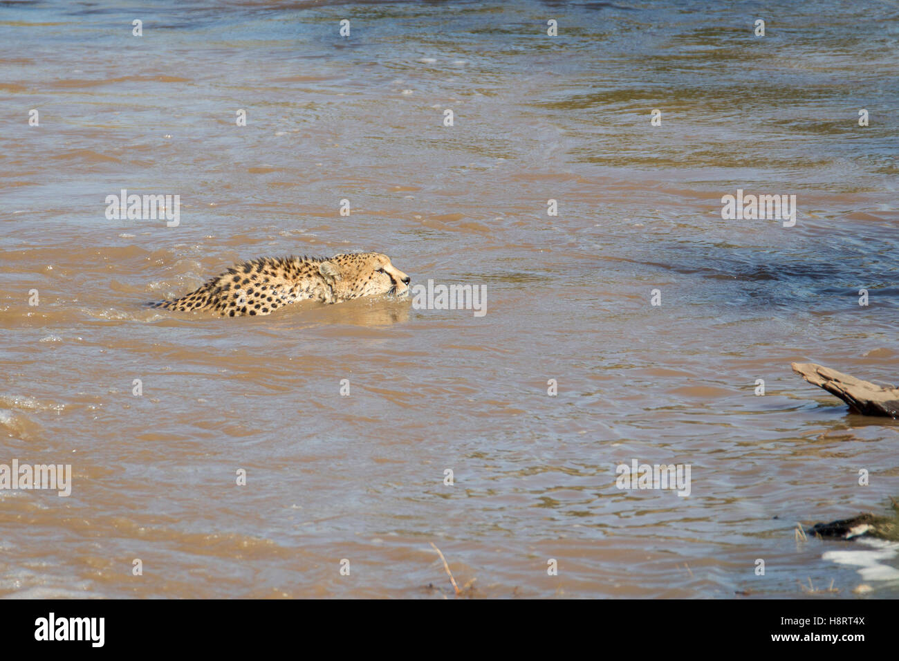 Cheetah Acinonyx jubatus in Laikipia Kenya Africa, swimming across the ...