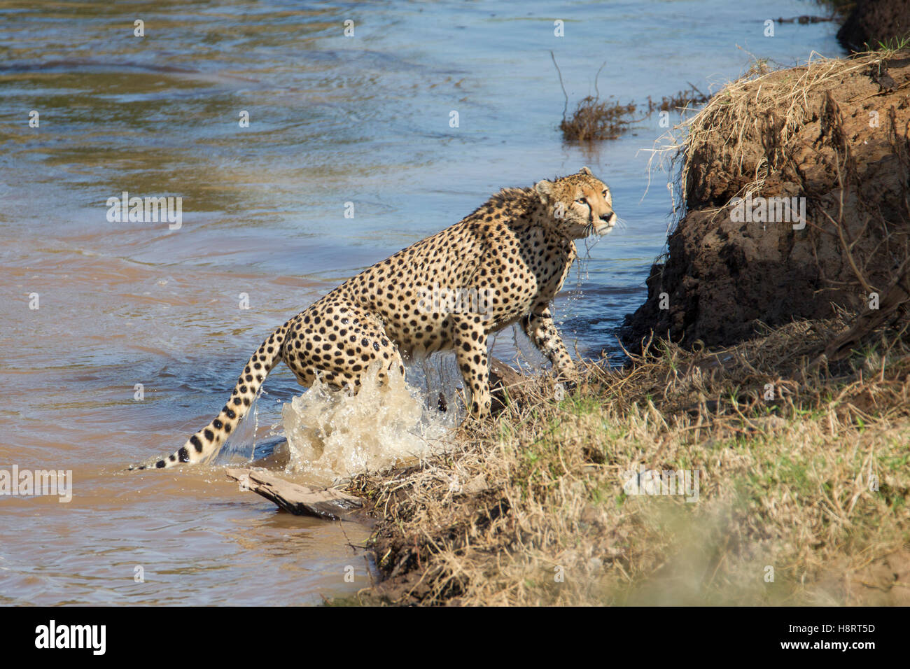 Cheetah Acinonyx jubatus in Laikipia Kenya Africa, climbing out of the ...