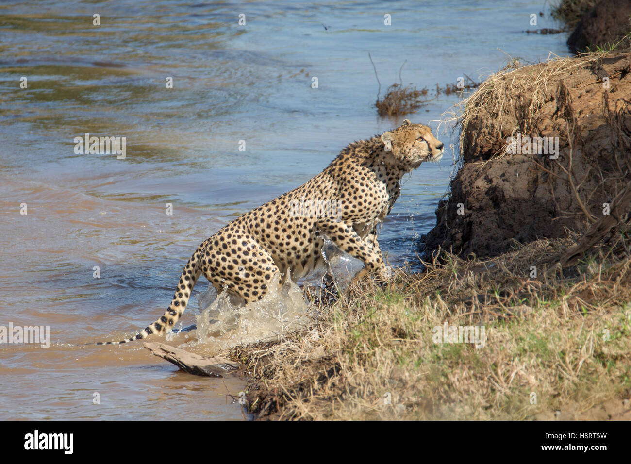 Cheetah Acinonyx jubatus in Laikipia Kenya Africa, climbing out of the ...