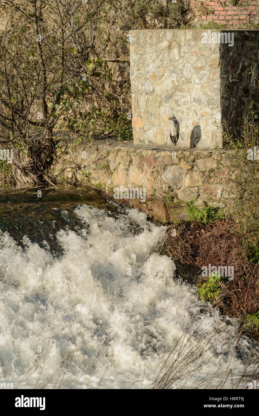 Heron drying in the sun on the bank of the Jerte river waterfall in ...