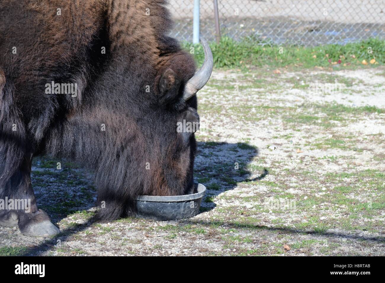 Bison bison bison eye close up hi-res stock photography and images - Alamy