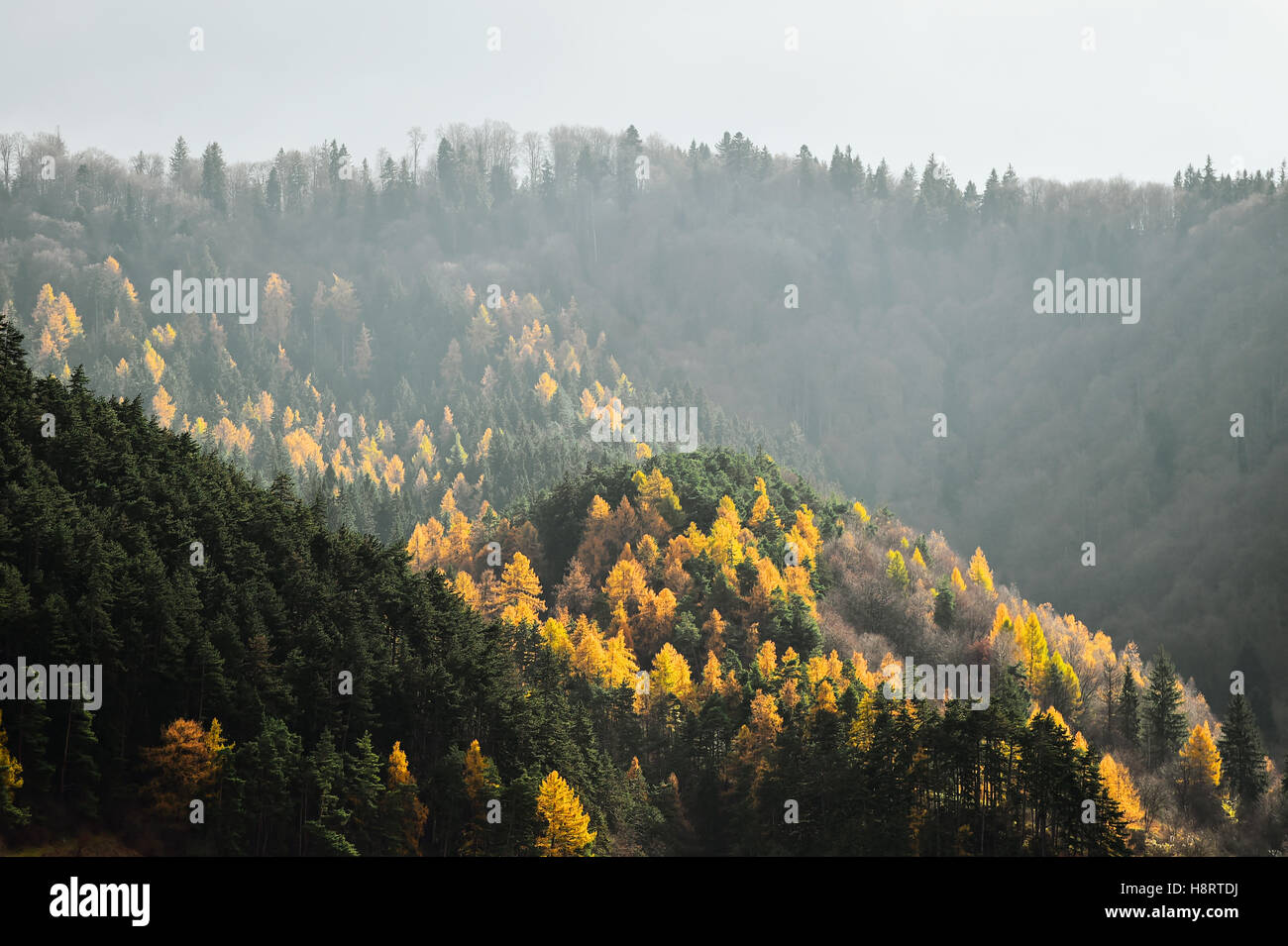 Contrast between larch trees and pine trees in autumn season Stock ...