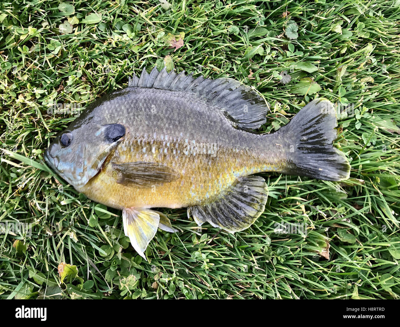 Bluegill fish hi-res stock photography and images - Alamy