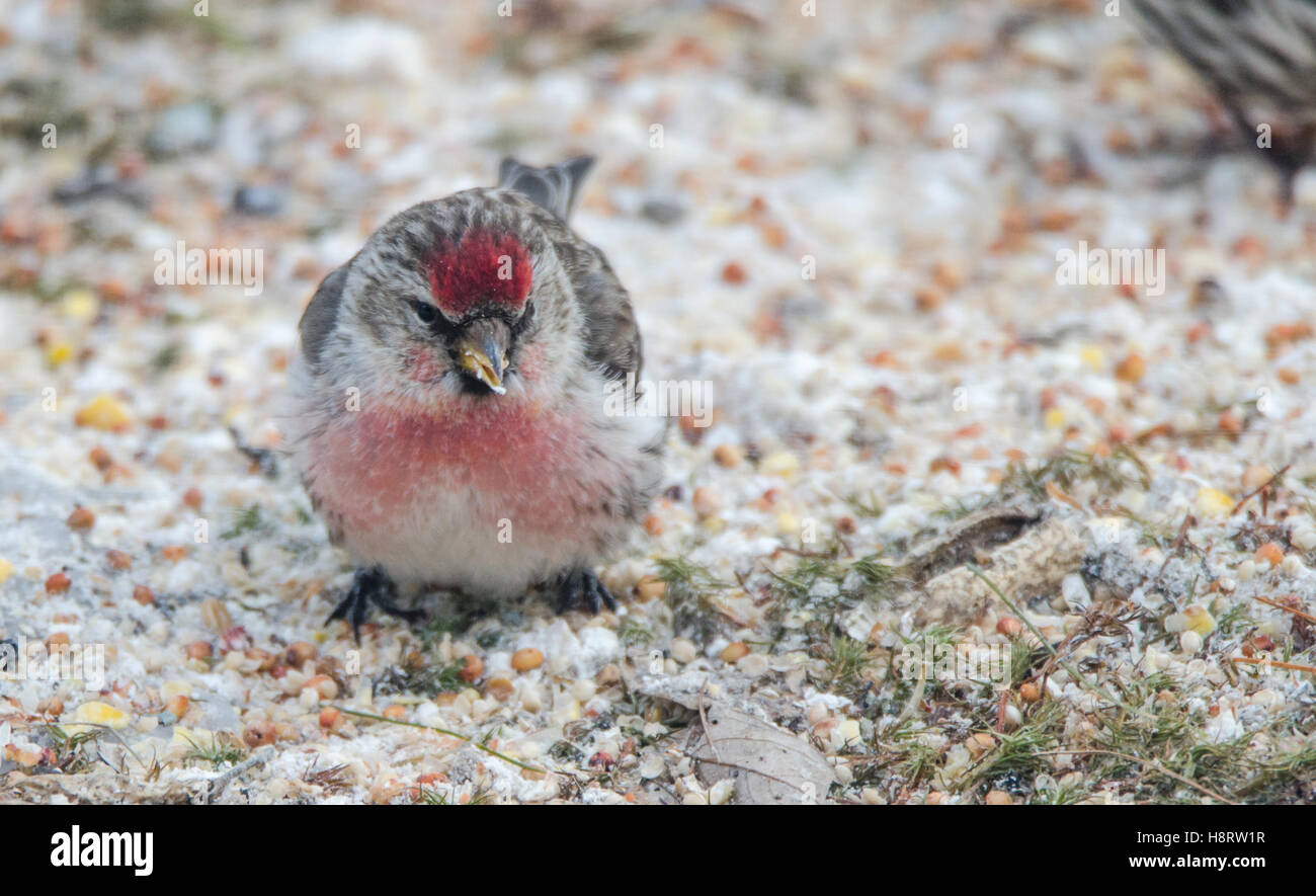 Common Redpoll Carduelis flammea Stock Photo - Alamy